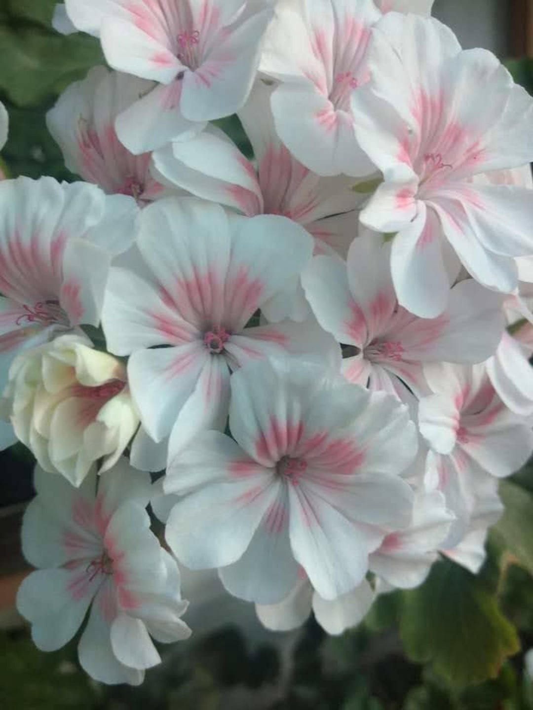 Appleblossom Geranium Seeds Pelargonium Zonale Etsy