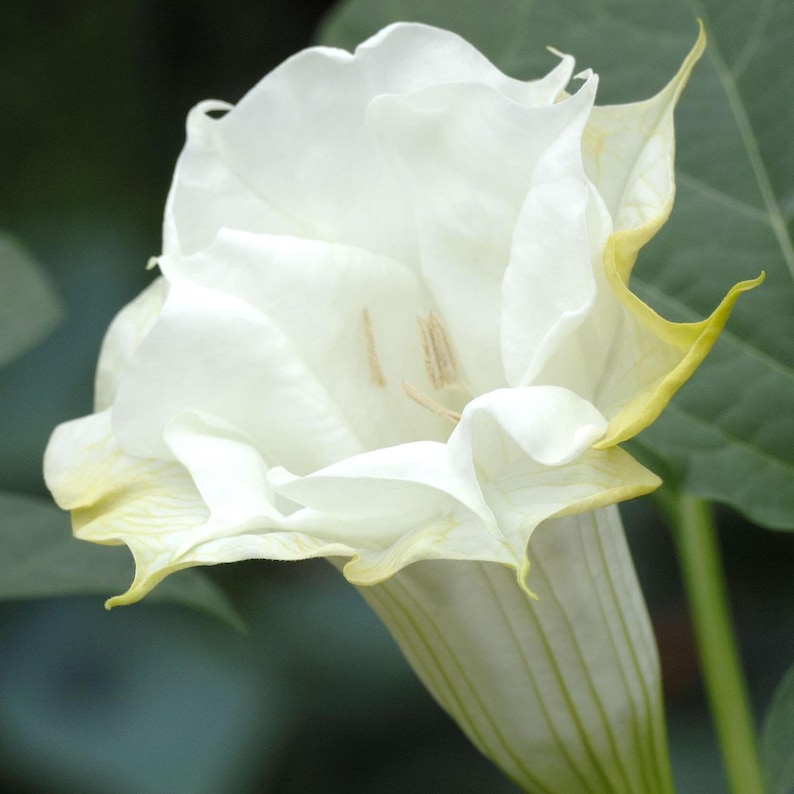 White Ballerina Devil’s Trumpet Flower Seeds - Etsy