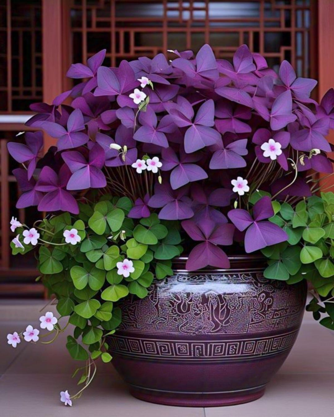 Purple Shamrock Bulbs | Oxalis Triangularis Perennial - Etsy