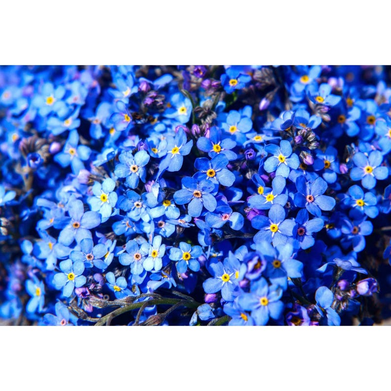 2000+ California Blue Bells Seeds, Annual Wildflower - Etsy
