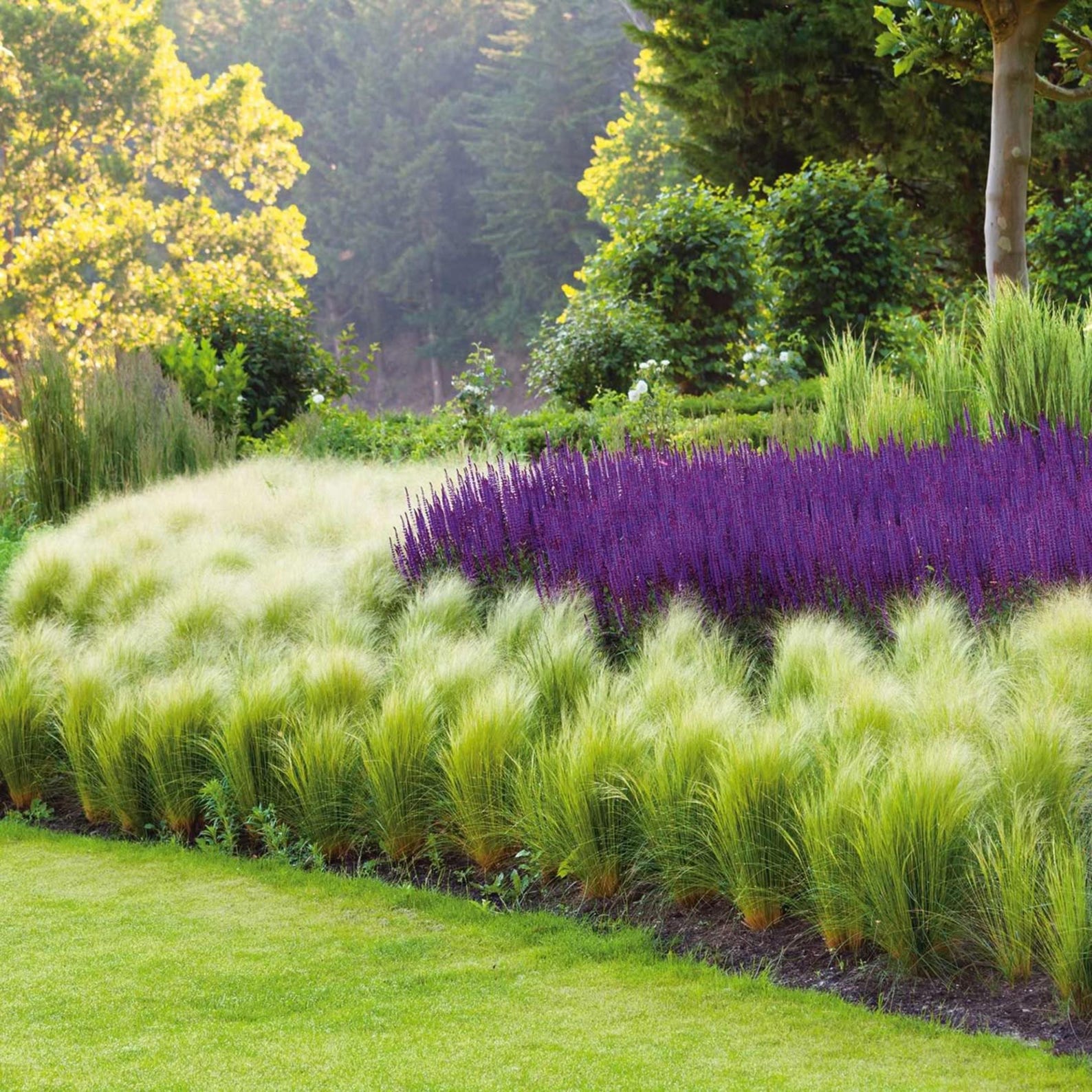 Mexican Feather Grass Seeds | Pony Tails Grass | Stipa Tenuissima - Etsy