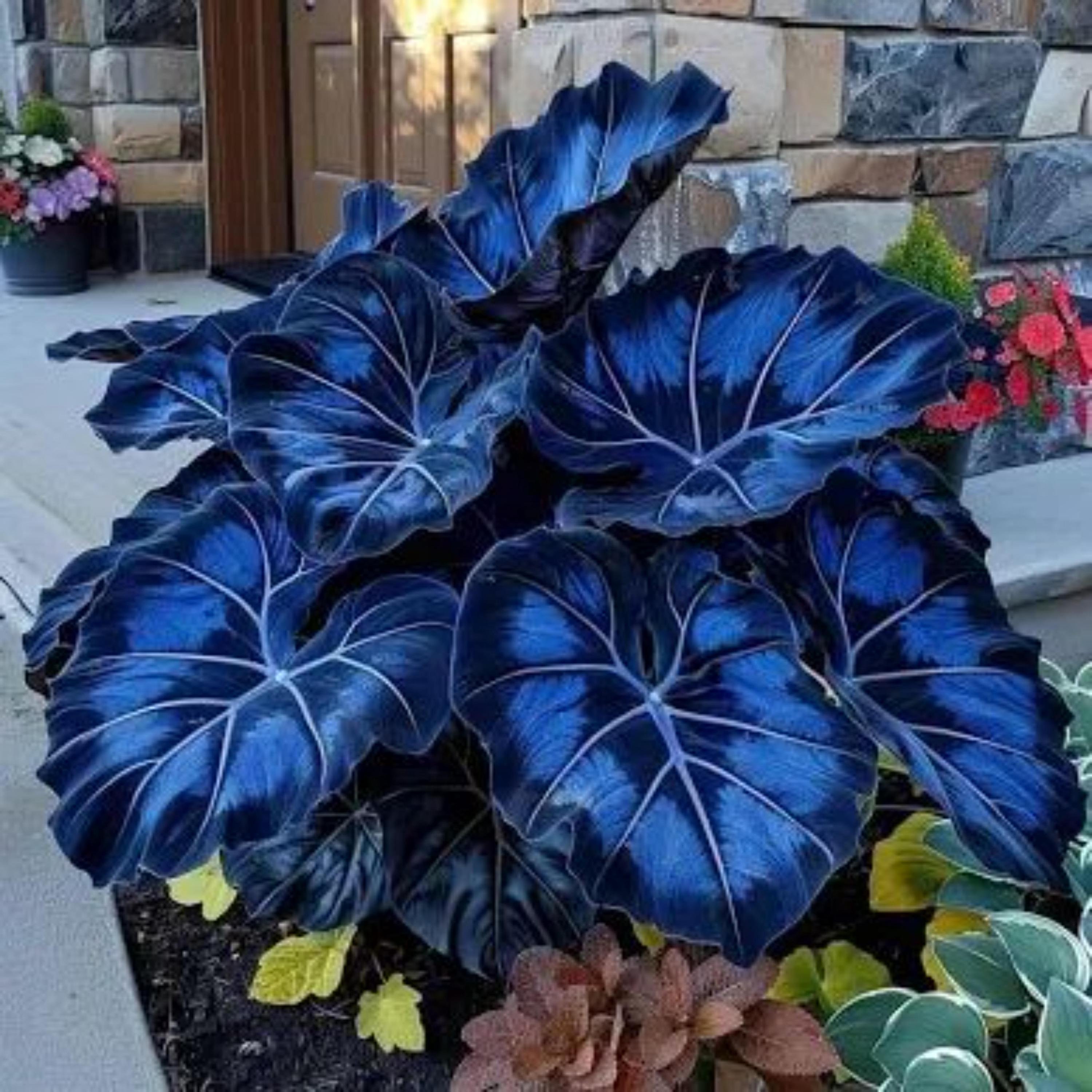 Blue Hosta Coleus Seeds | 25+ Bold Foliage Easy-grow Garden Plant - Etsy