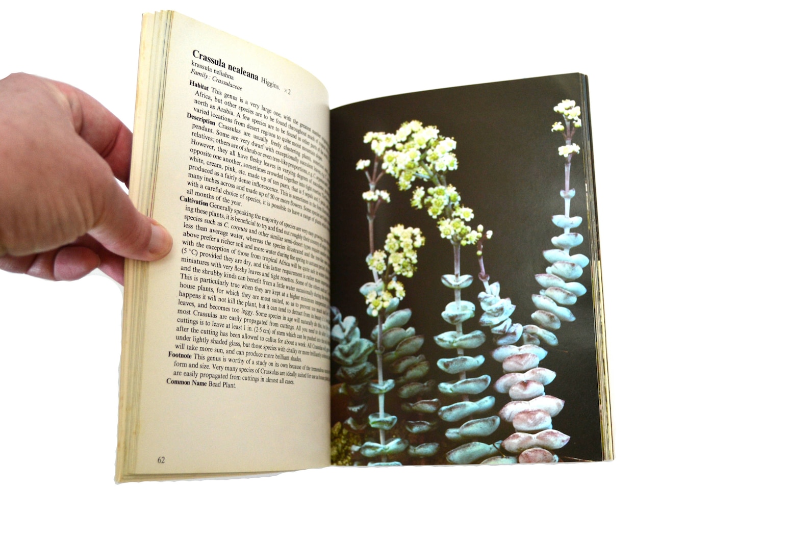 Vintage Cactus Book Cacti Book Popular Exotic Cacti in Colour - Etsy
