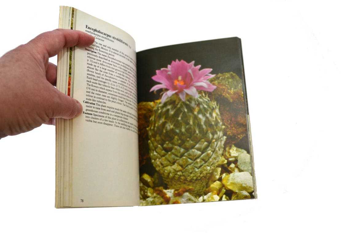 Vintage Cactus Book Cacti Book Popular Exotic Cacti in Colour | Etsy