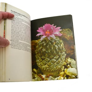 Vintage Cactus Book Cacti Book Popular Exotic Cacti in Colour Edgar and ...
