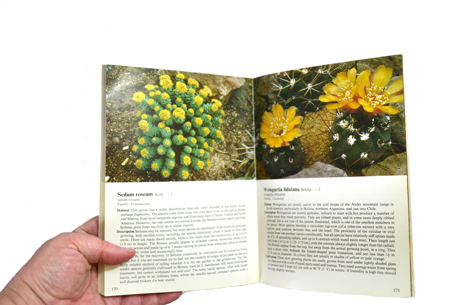 Vintage Cactus Book Cacti Book Popular Exotic Cacti in Colour - Etsy