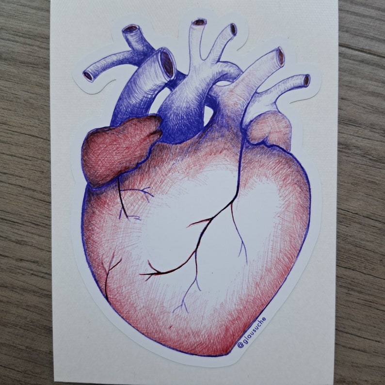 Anatomical Heart Sticker - Etsy