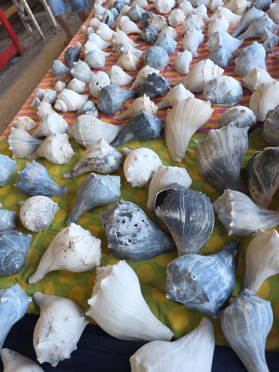Fossilized Whelk Shells. Small, Medium, Large. Prices Vary Message Me ...