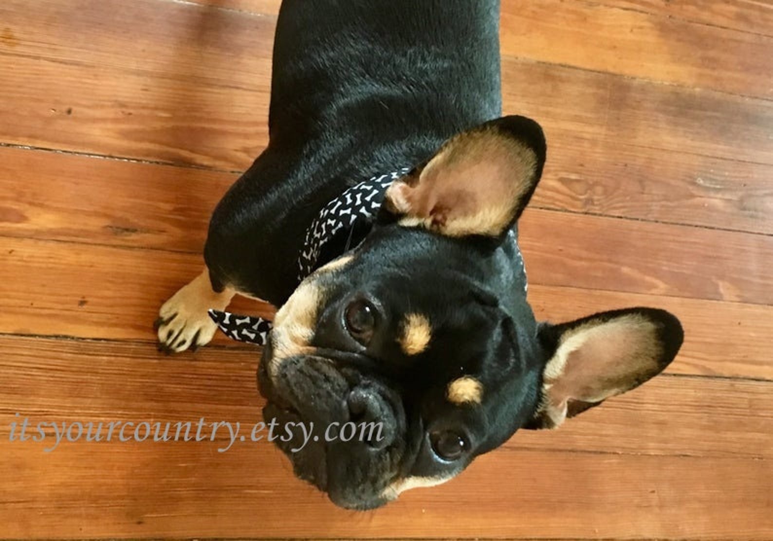 Dog Cooling Collars Pet Neck Cooler Wraps Cool Tie Bandana - Etsy