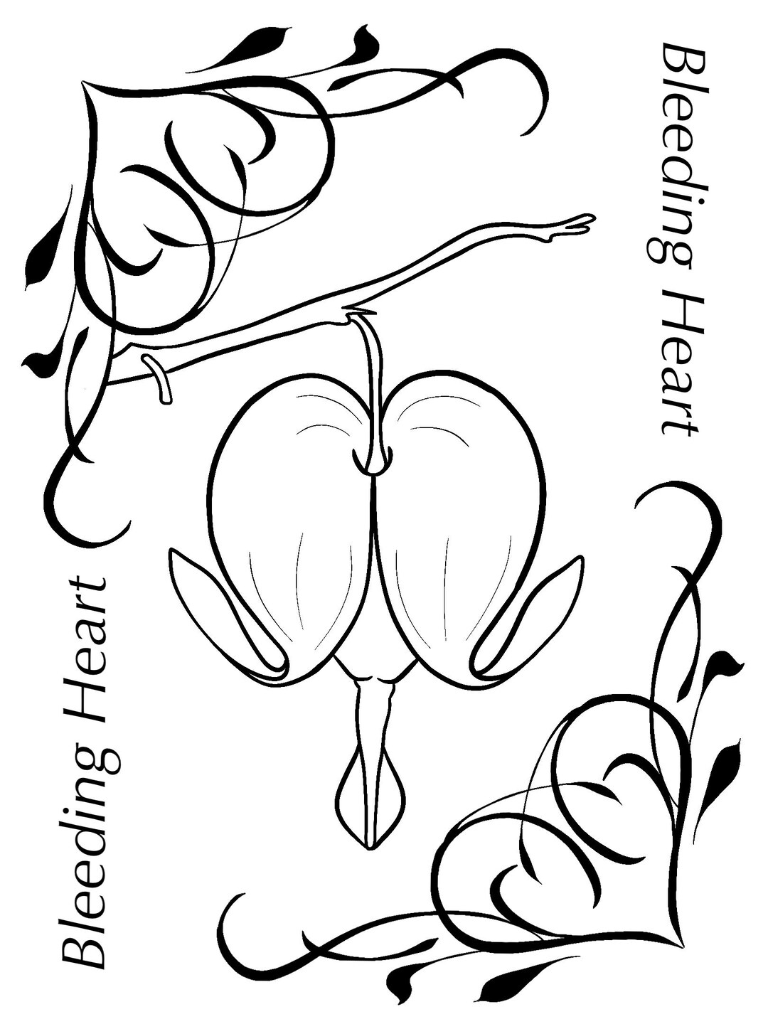 Bleeding Heart Flower Printable Coloring Sheet - Etsy