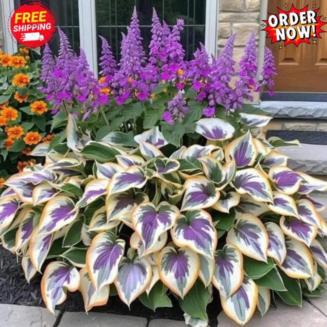 100 Heart-shaped Hosta Seeds – Perennial Shade Garden Plants for ...
