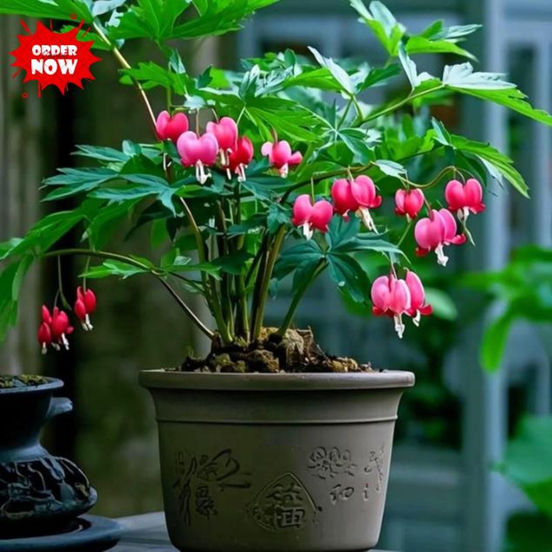 Dicentra Spectabilis Seeds 100 PCS | Bleeding Heart Flower Seeds ...