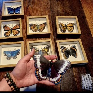 Butterfly in Specimen Frame, Hand Painted, Vegan, Cruelty-free, for ...