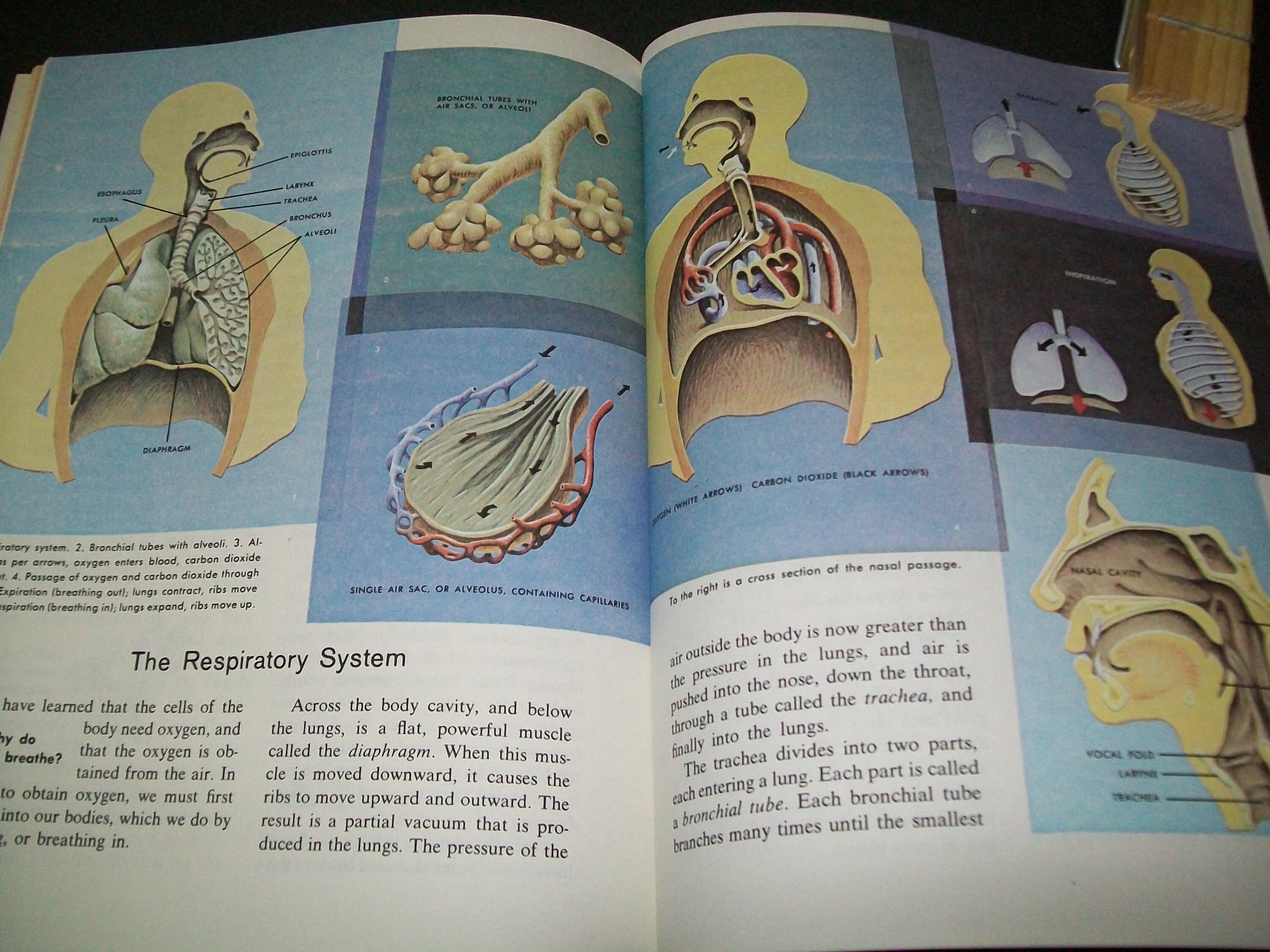 Vintage How and Why Wonder Book Set, Vintage Children's Reference Books ...