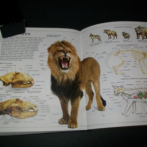 DK Ultimate Visual Dictionary, 1990s Vintage Picture Dictionary, Junk ...