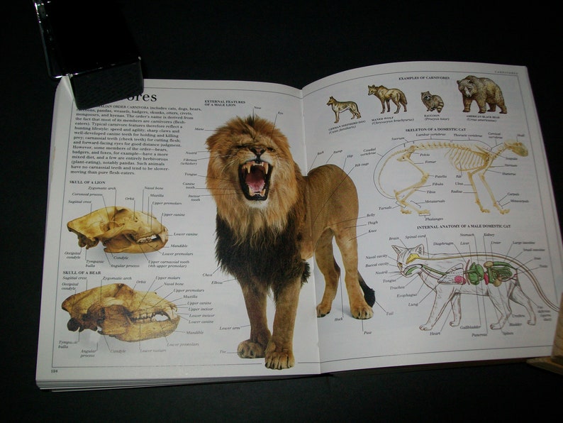 DK Ultimate Visual Dictionary, 1990s Vintage Picture Dictionary, Junk ...