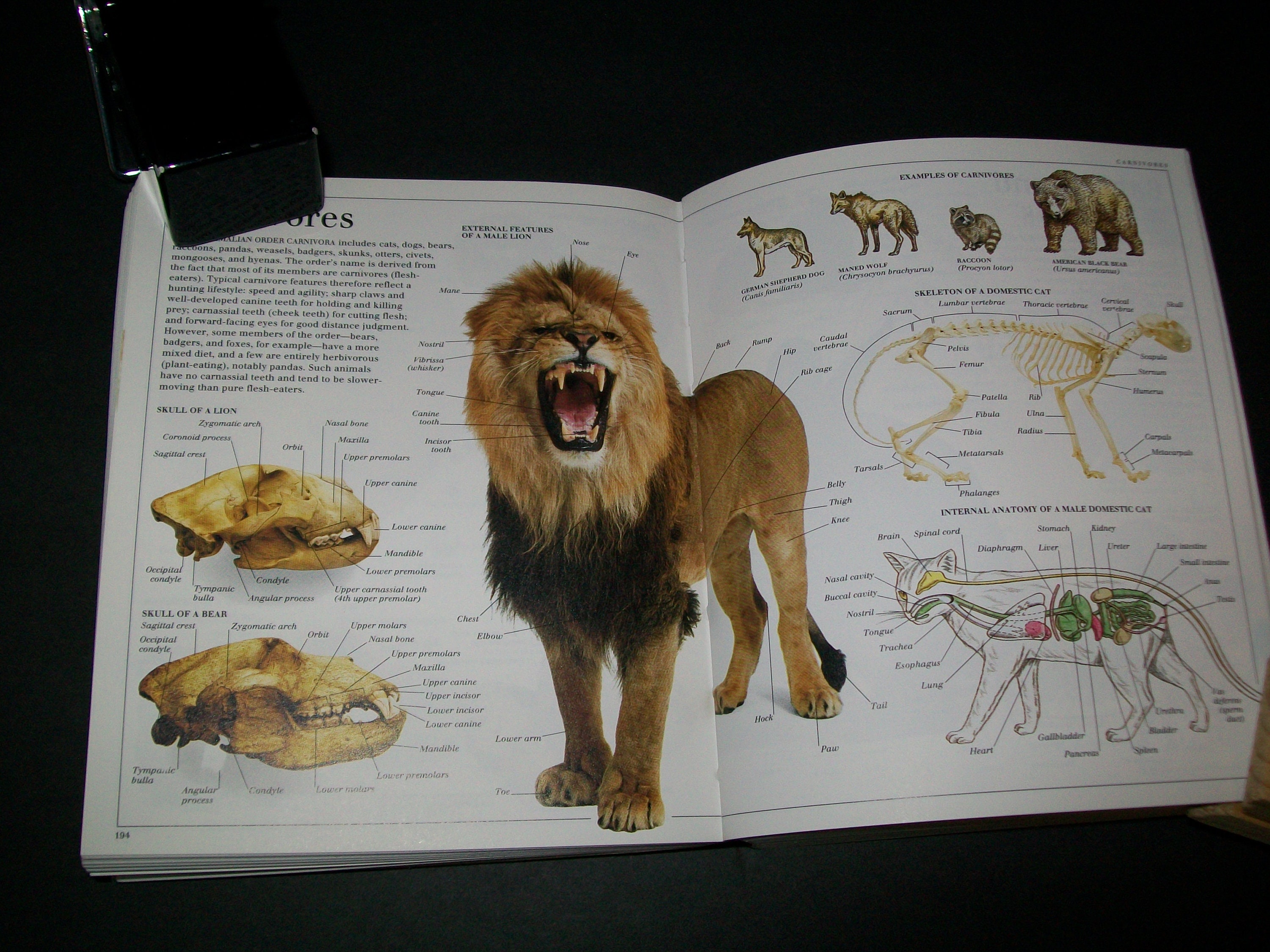 DK Ultimate Visual Dictionary, 1990s Vintage Picture Dictionary, Junk ...