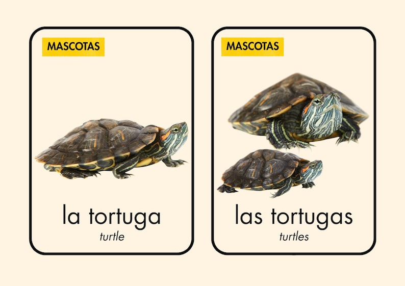 25 Spanish Flashcards – Pets | Real Photos | Bilingual Vocabulary Cards ...
