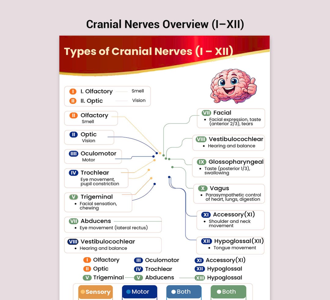 Cranial Nerves Study Guide | NCLEX Prep, Neuro Assessment (digital ...