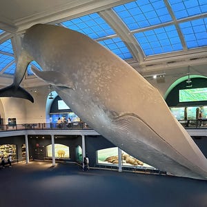 Blue Whale Sculpture: American Museum of Natural History (AMNH) Model ...