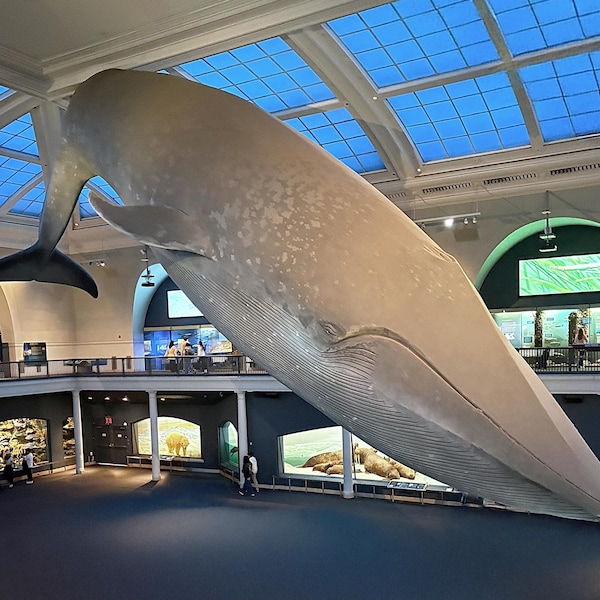 Natural Museum of Life - Etsy