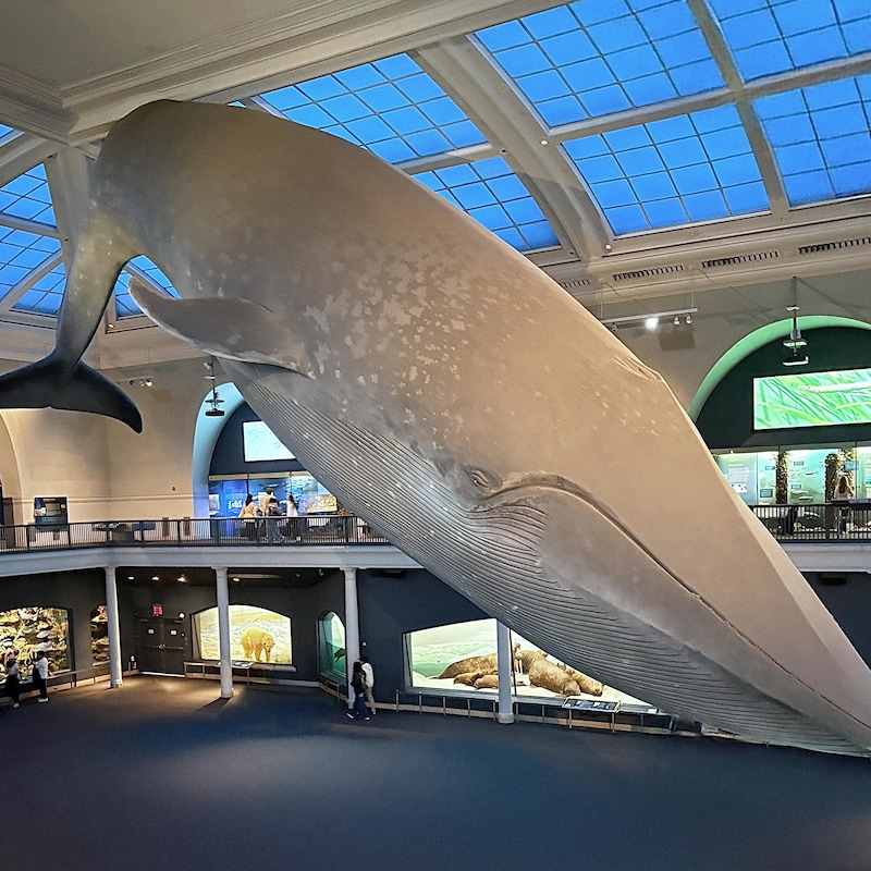 Natural Museum of Life - Etsy