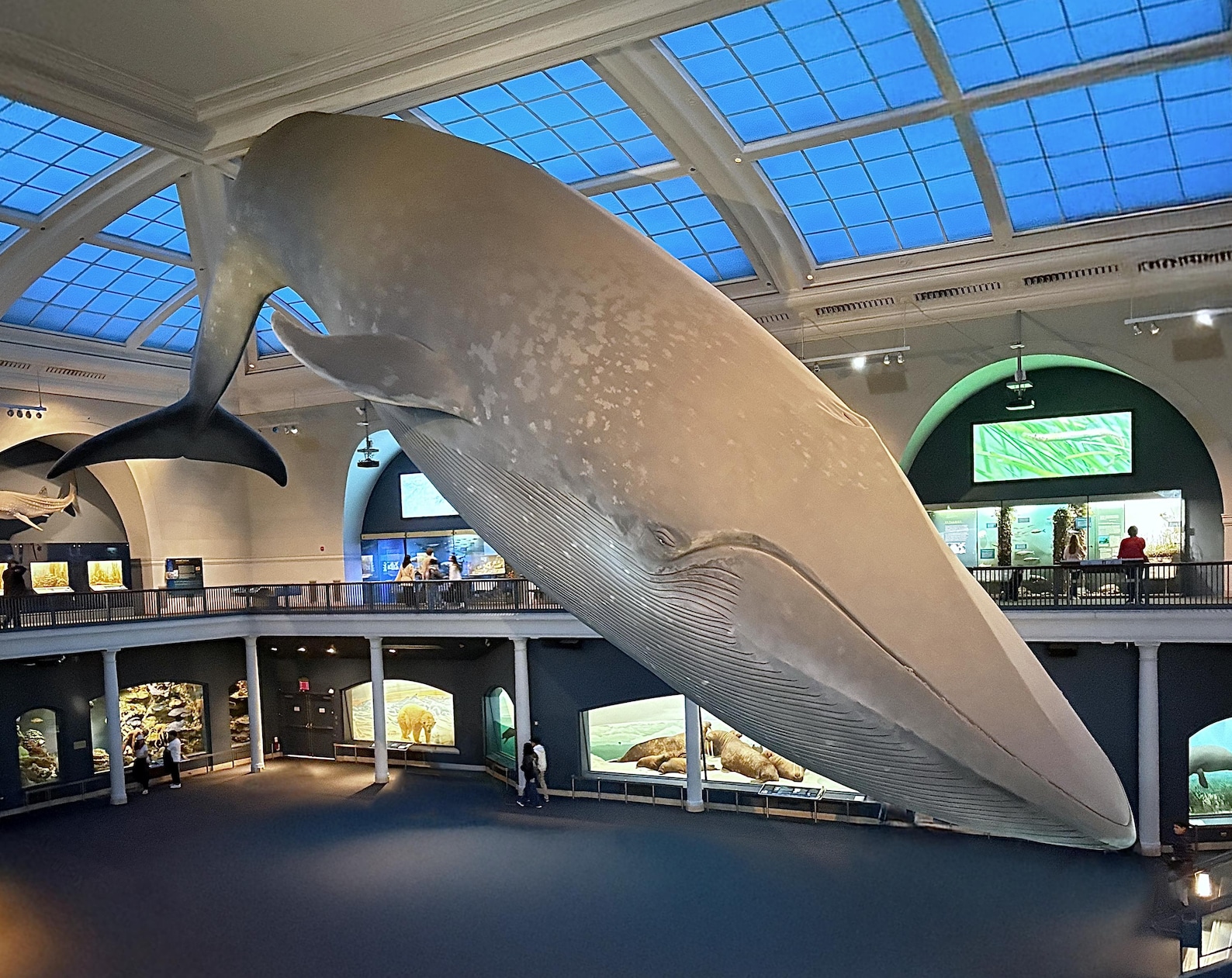 Blue Whale Sculpture: Photograph / American Museum of Natural History ...