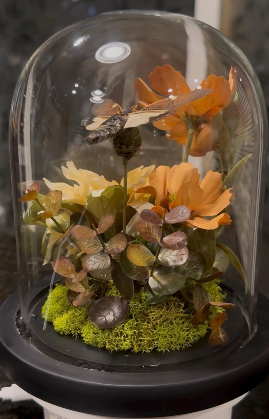 Real Cicada Exhibit - Neutral Accents - Etsy