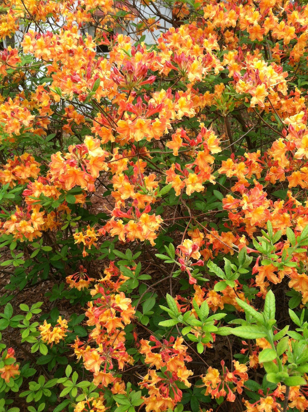 Audrey Boike Native Azalea Live Plant Mum Pot 8"- 14" Orange - Etsy