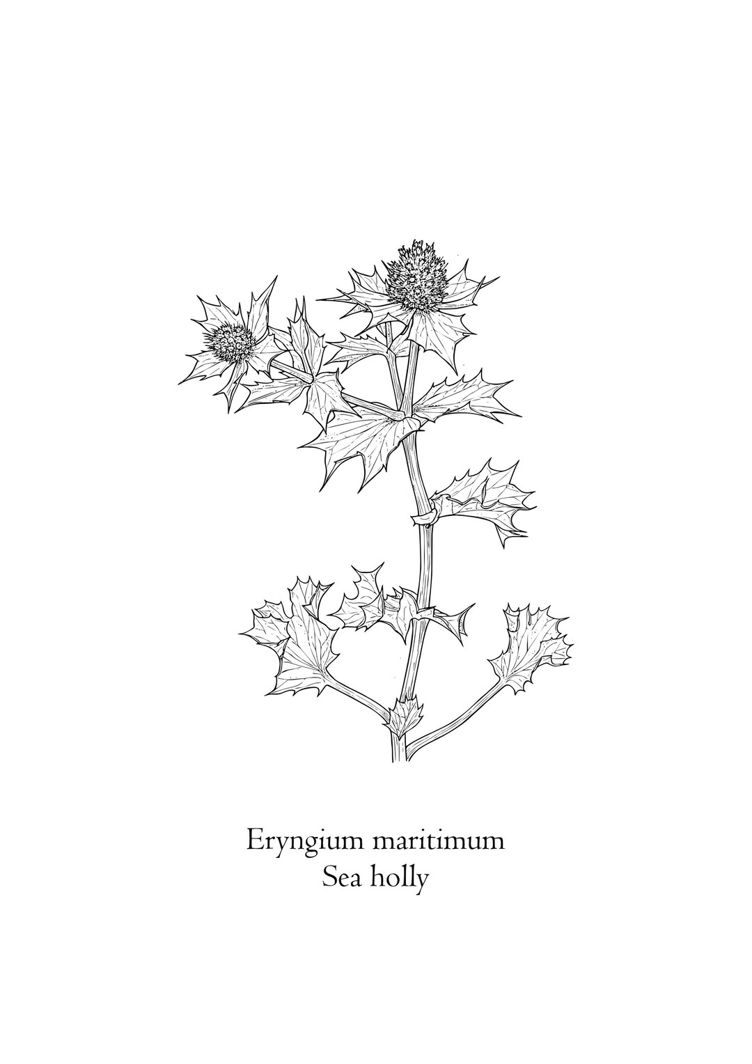Sea Holly Botanical Illustration - Eryngium Maritimum Art Print ...
