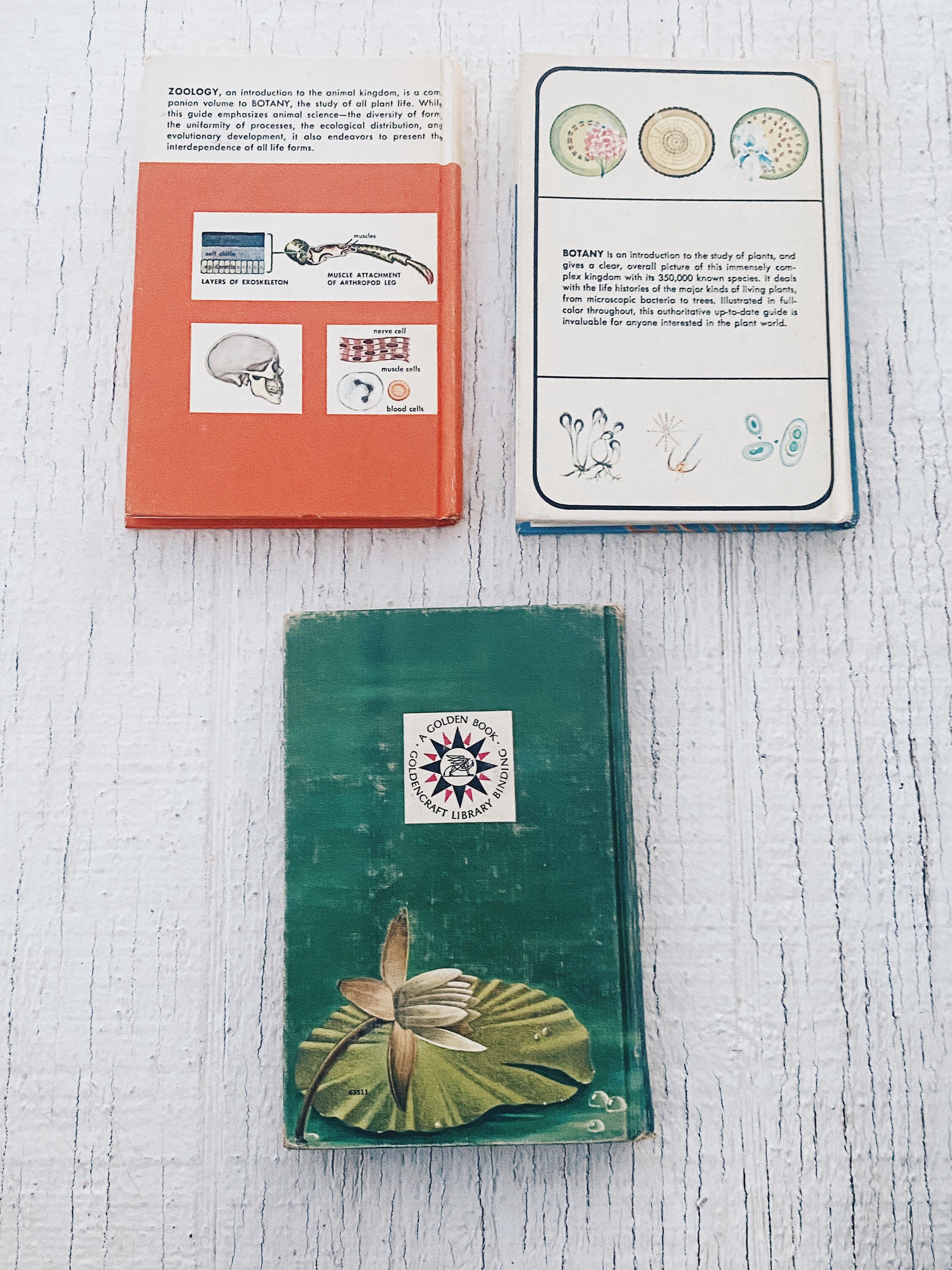 Vintage A Golden Guide Book 1950s, Zoology, Botany, Flowers Vintage ...