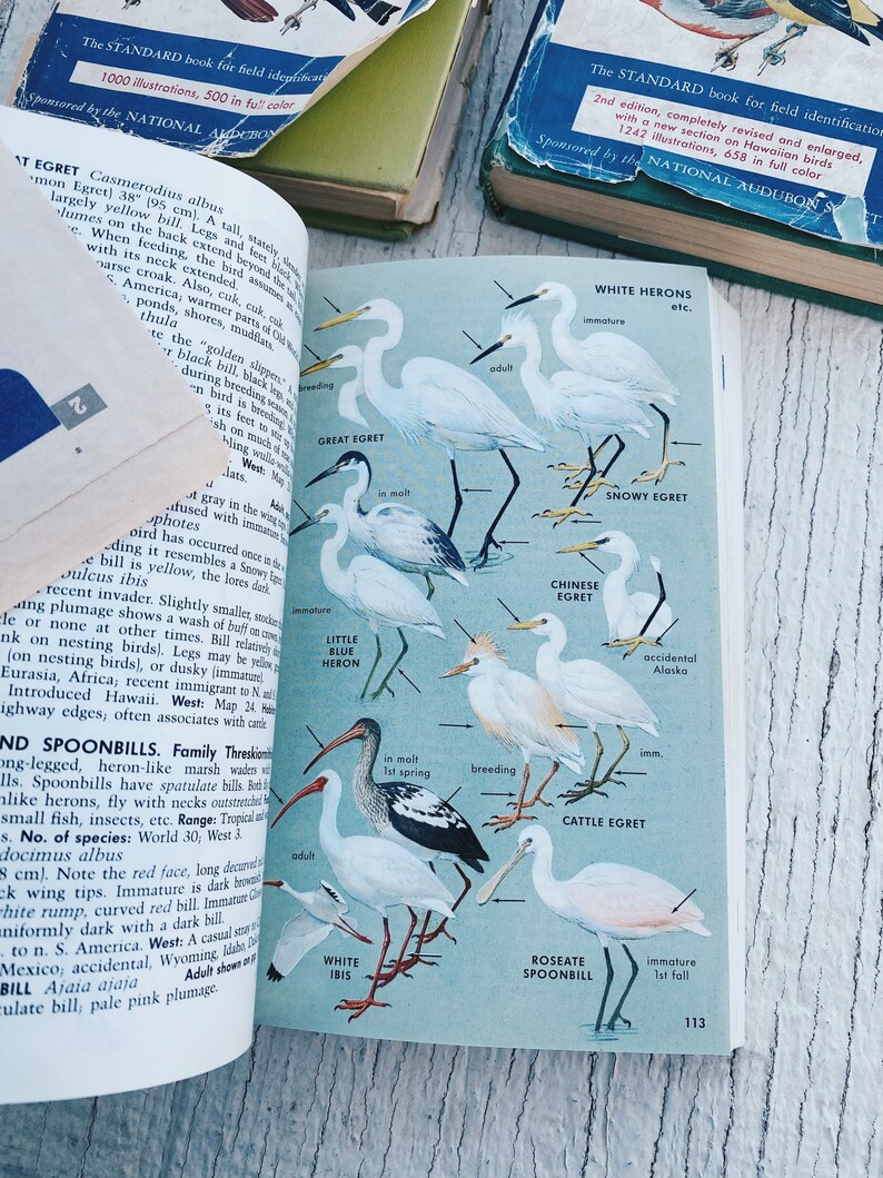 Vintage the Peterson Field Guide Series- Birds Nature Guide Hard Cover ...