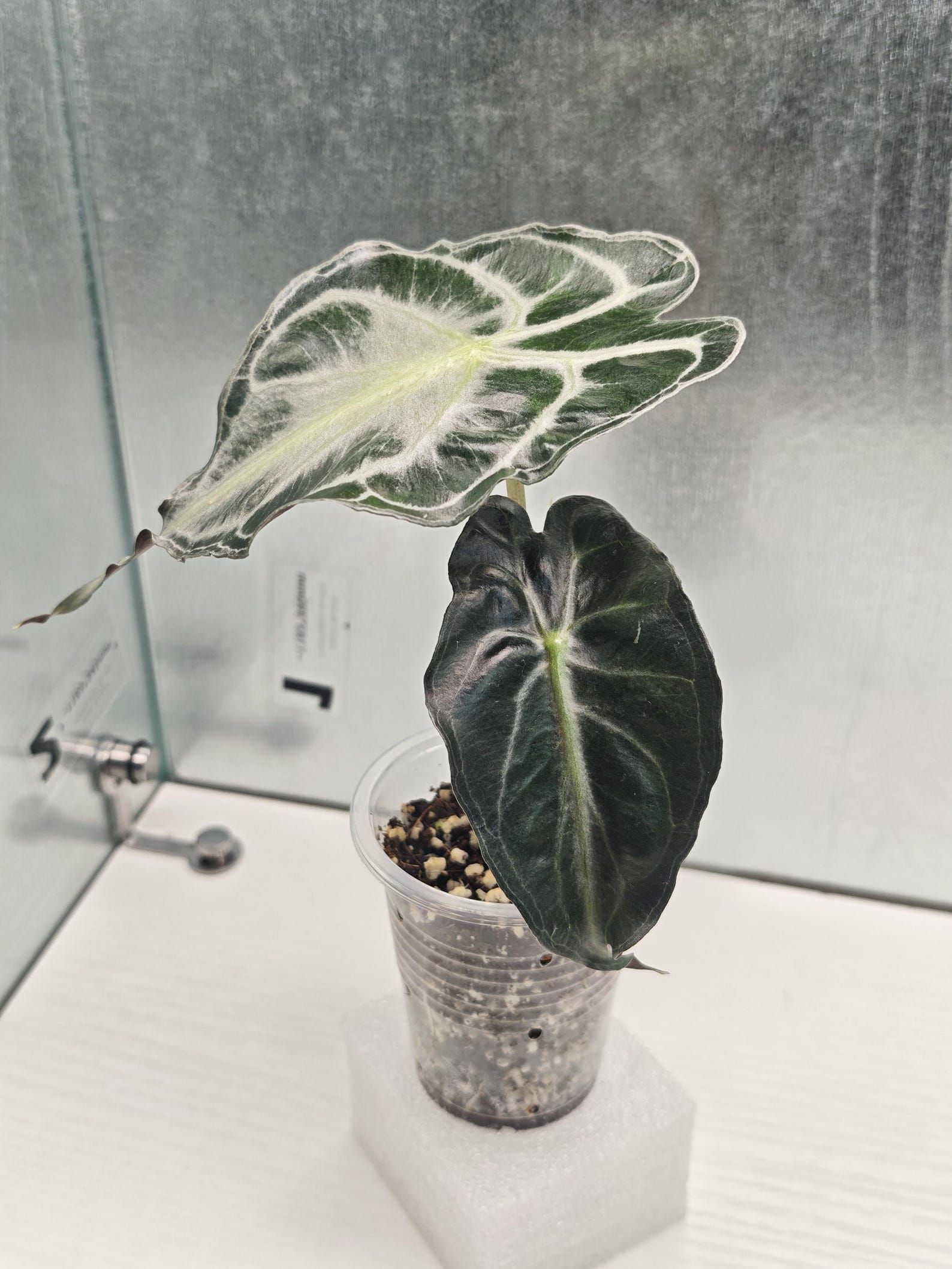 Alocasia Venom - Exact Plant - Etsy