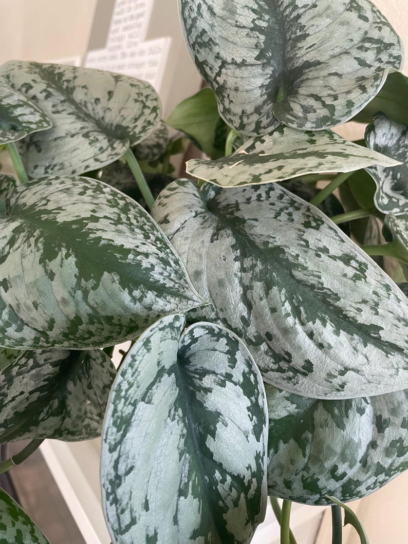 Satin Pothos - Freshly Cut Unrooted Satin Pothos - Scindapsus Pictus - Etsy