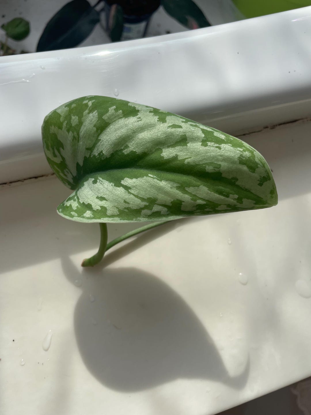 Satin Pothos - Freshly Cut Unrooted Satin Pothos - Scindapsus Pictus - Etsy