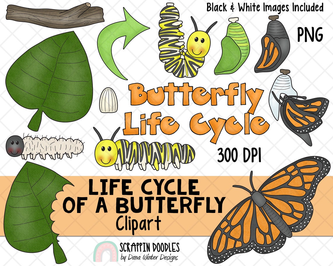 Life Cycle Clip Art Butterfly Life Cycle Clip Art Chrysalis Clipart ...