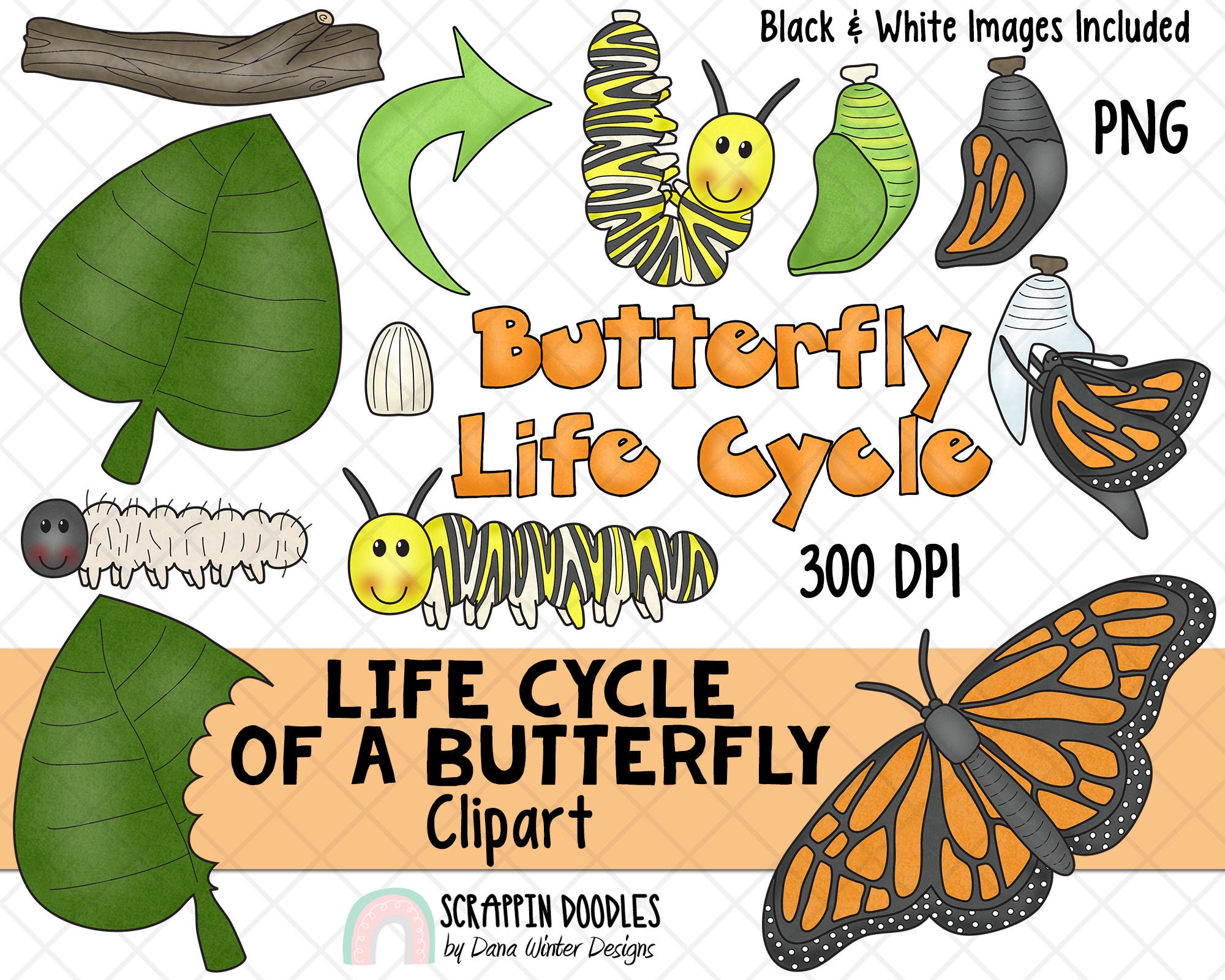 Life Cycle Clip Art Butterfly Life Cycle Clip Art - Etsy Canada
