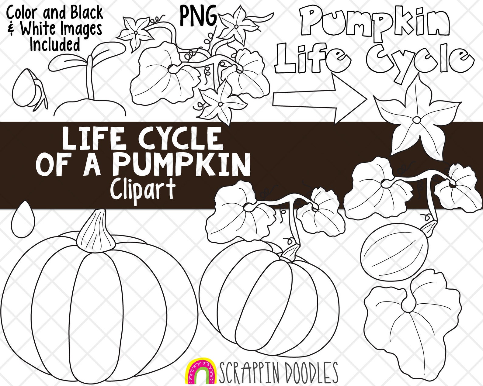 Life Cycle Clip Art Pumpkin Life Cycle Clip Art Squash Life Cycle ...