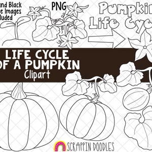 Life Cycle Clip Art - Pumpkin Life Cycle Clip Art - Squash Life Cycle ...
