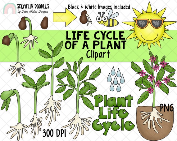 Seedling Clip Art