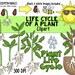 Life Cycle Clip Art - Plant Life Cycle Clip Art - Flower Life Cycle ...