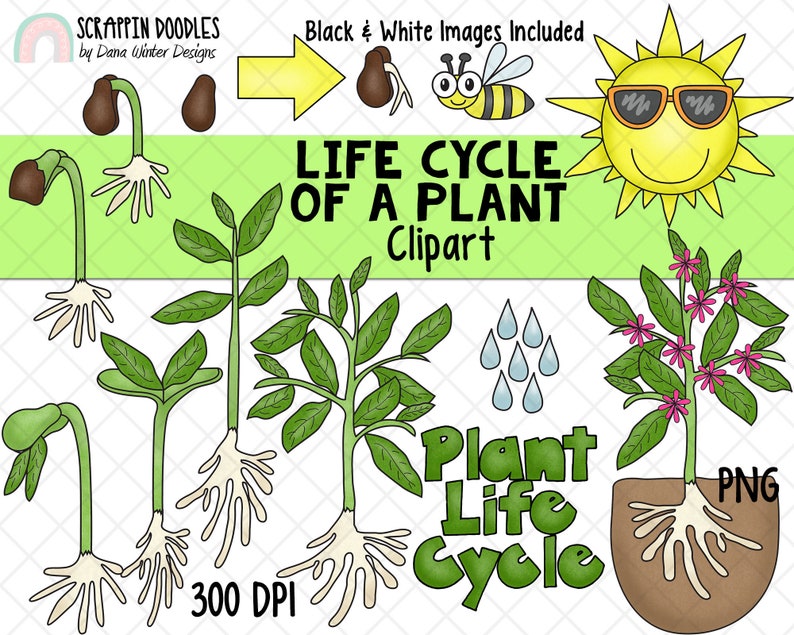 Life Cycle Clip Art Plant Life Cycle Clip Art Flower Life Cycle Clipart ...
