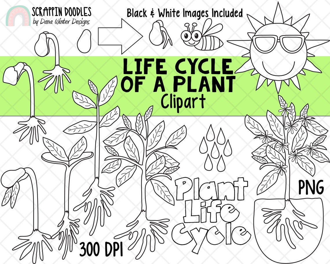 Life Cycle Clip Art Plant Life Cycle Clip Art Flower Life Cycle Clipart ...