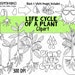 Life Cycle Clip Art - Plant Life Cycle Clip Art - Flower Life Cycle ...