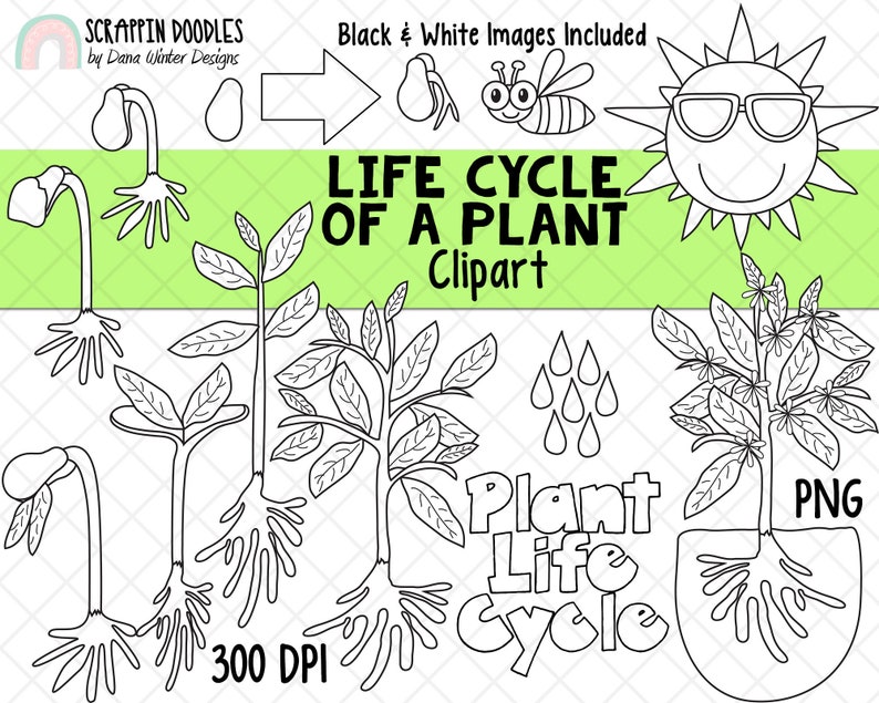 Life Cycle Clip Art Plant Life Cycle Clip Art Flower Life Cycle Clipart ...