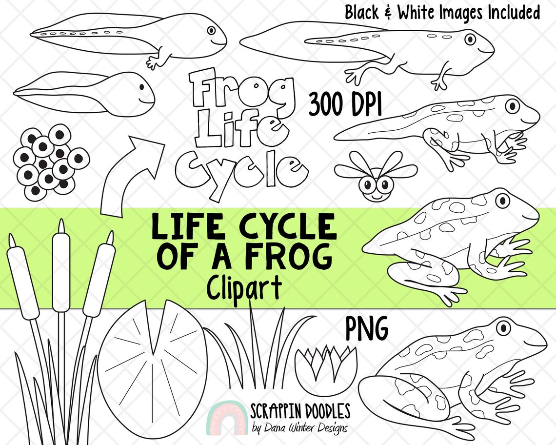 Life Cycle Clip Art - Frog Life Cycle Clip Art - Tadpole Clipart - Frog ...