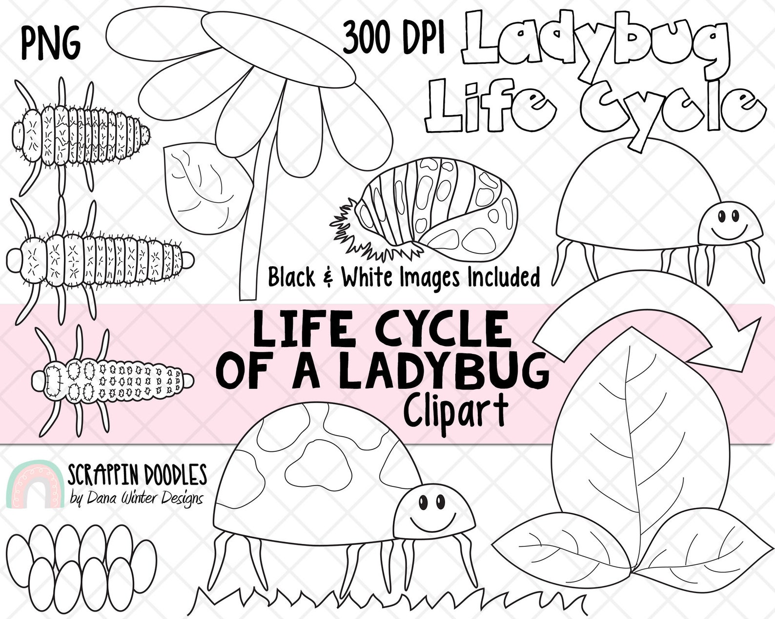 Life Cycle Clip Art Ladybug Life Cycle Clip Art Egg - Etsy