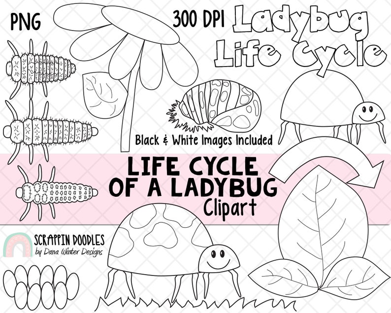 Life Cycle Clip Art Ladybug Life Cycle Clip Art Egg - Etsy