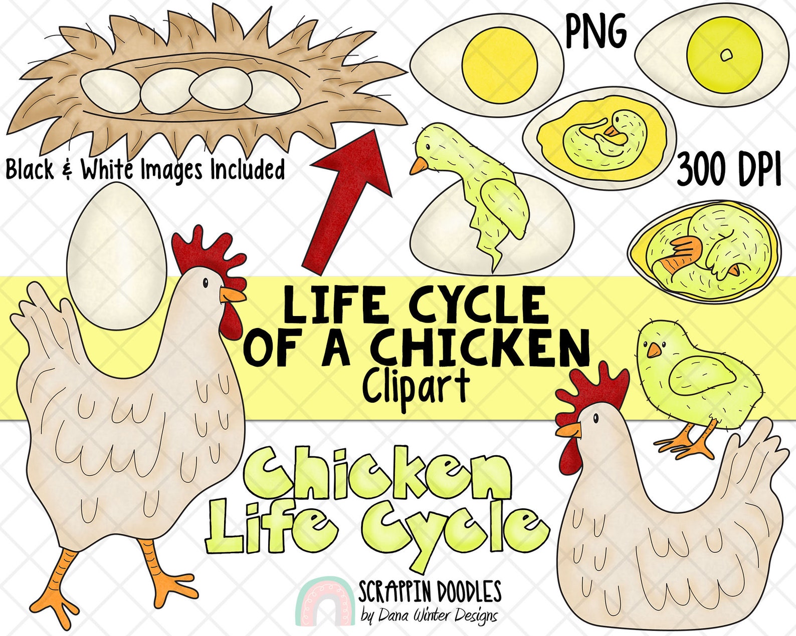 Life Cycle Clip Art - Chicken Life Cycle Clip Art - Egg Clipart - Chick ...