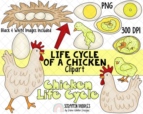 Life Cycle Clip Art Chicken Life Cycle Clip Art Egg - Etsy Canada